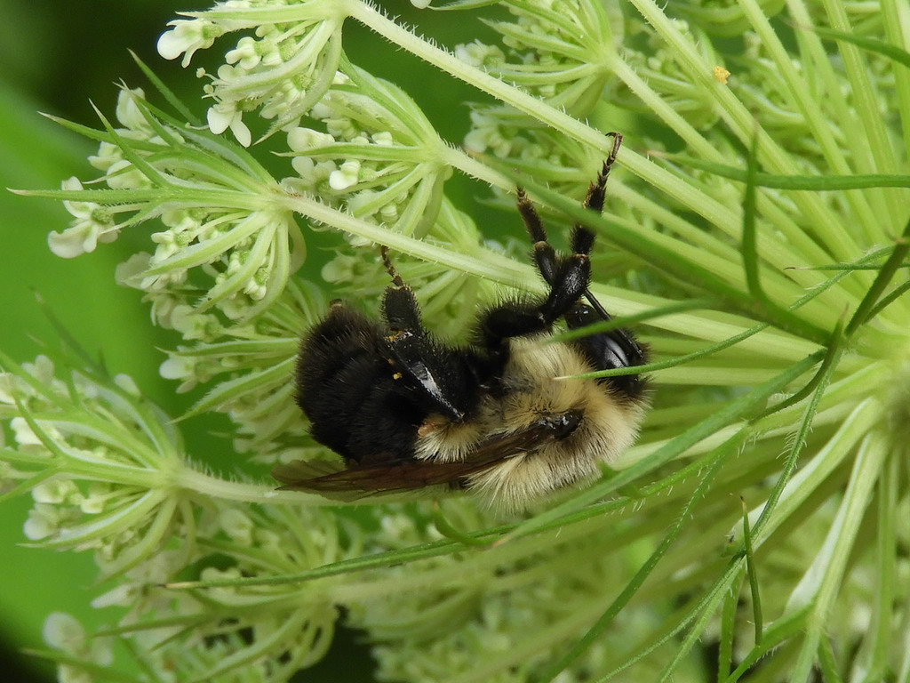 Common Eastern Bumble Bee from Abraham Lincoln Birthplace National ...