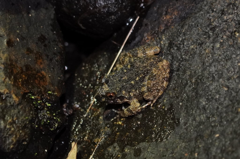 Lesser Spiny Frog from The Peak, Hong Kong on September 27, 2022 at 09: ...