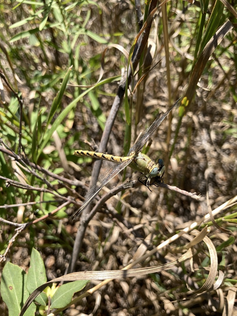 Pale Snaketail from Rocky View, AB, Canada on September 1, 2024 at 01: ...