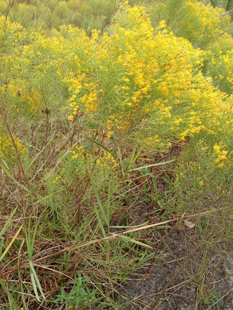 slender goldentop from Daytona Beach, FL 32117, USA on November 6, 2024 ...