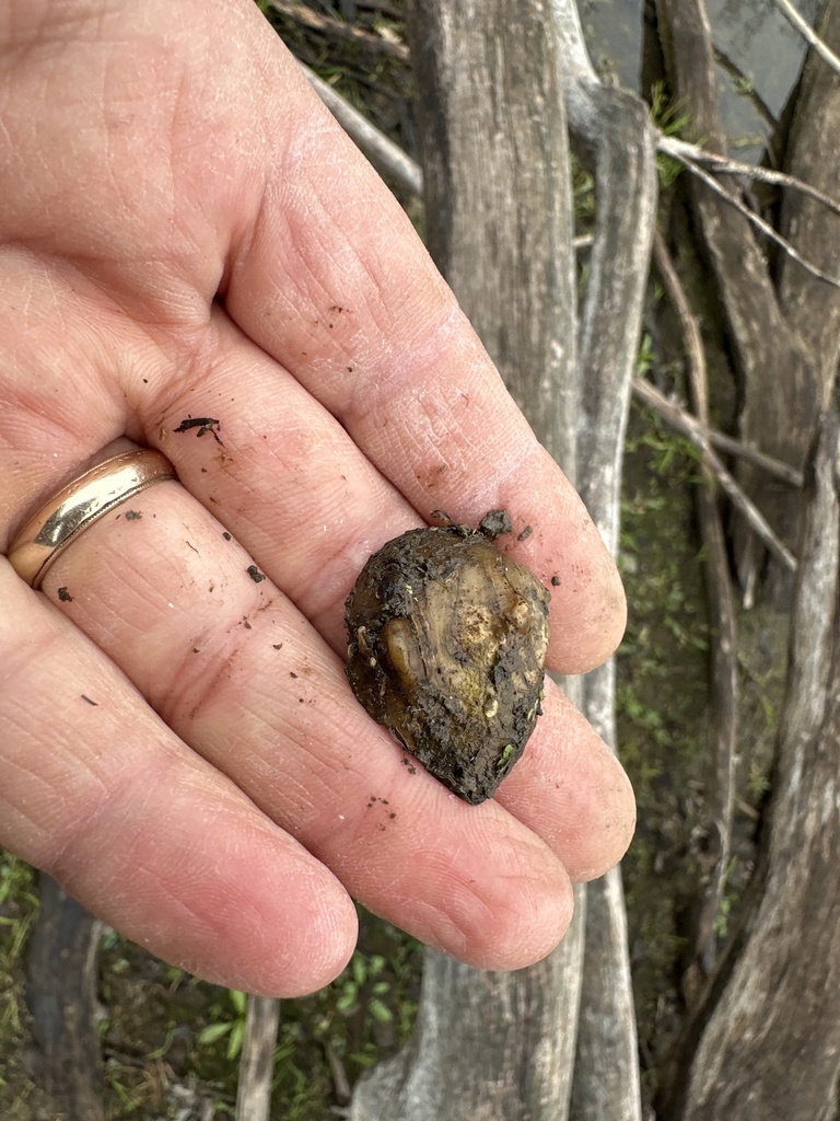 Three-horn Wartyback from Bad Axe River, Genoa, WI, US on November 6 ...