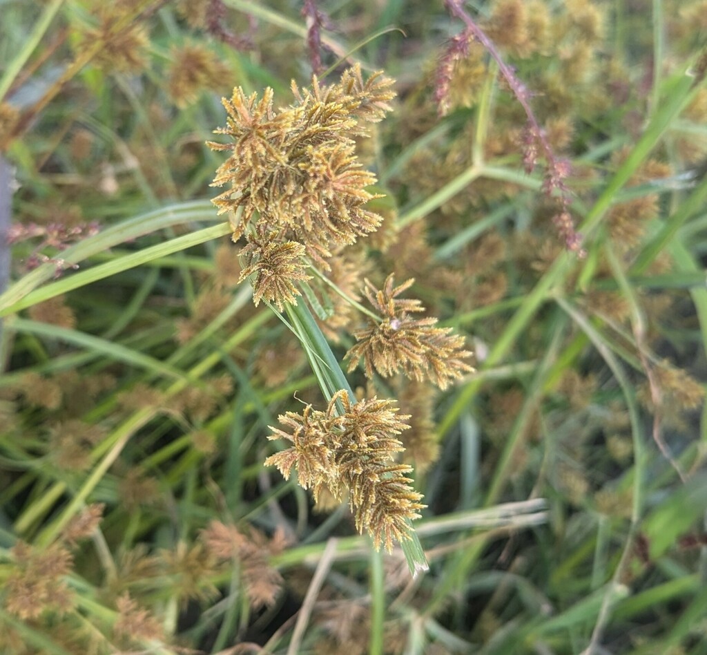 redroot flatsedge from Tehama County, CA, USA on November 5, 2024 at 03 ...