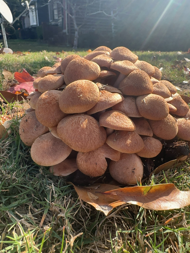 Observaciones de michelle_simpson · iNaturalist Mexico