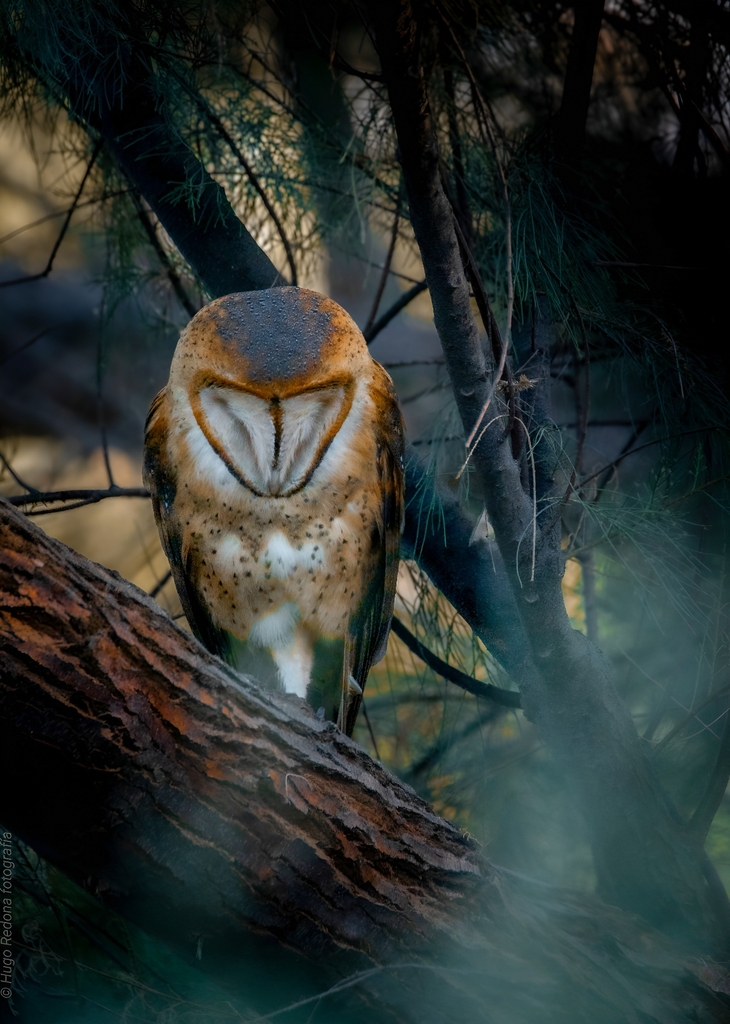 American barn owl from Las Garzas, La Paz, B.C.S., México on November 5 ...