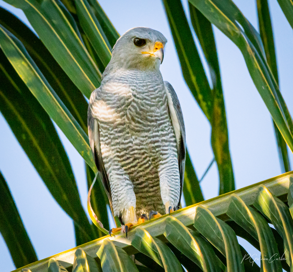 Gray Hawk from Paraíso, Tab., México on January 19, 2022 at 04:33 PM by ...