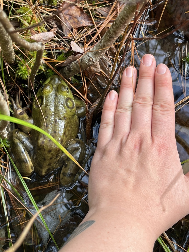 American Bullfrog from Queens, NS, CA on October 21, 2024 at 03:25 PM ...
