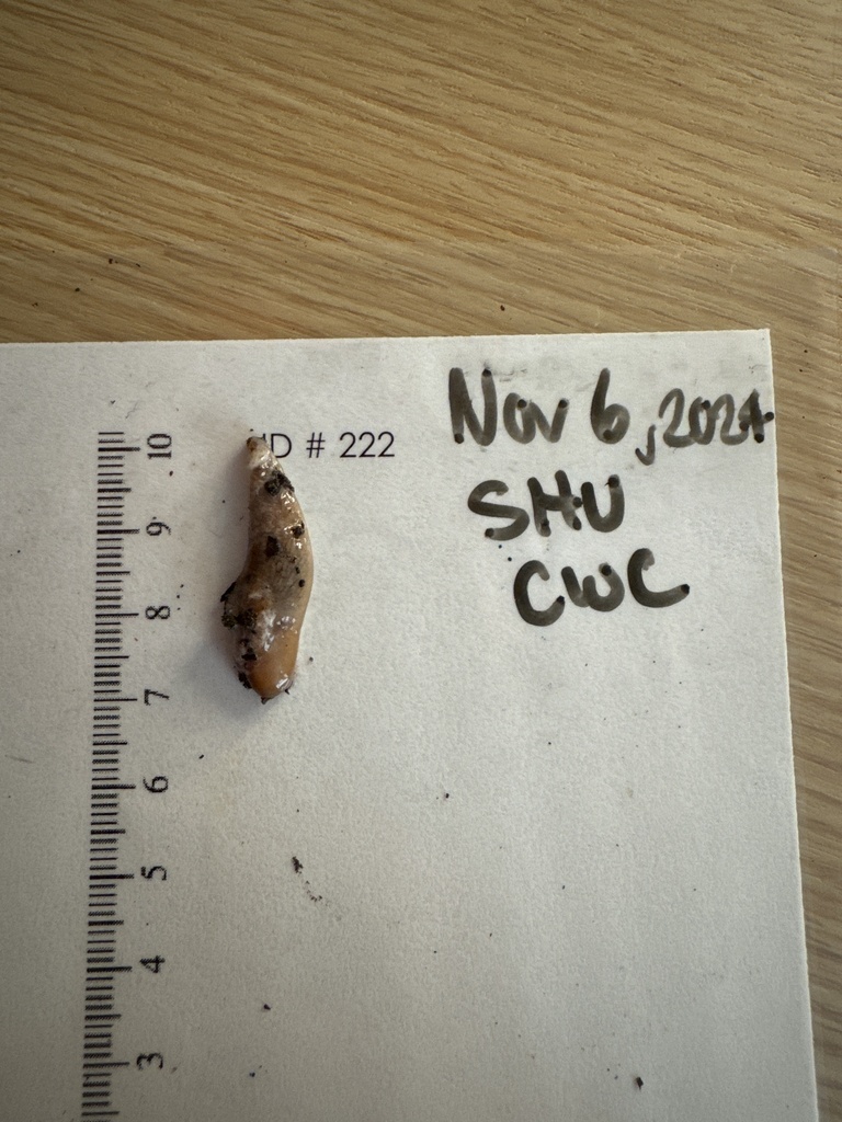 Milky Slug from Park Ave, Bridgeport, CT, US on November 6, 2024 at 12: ...