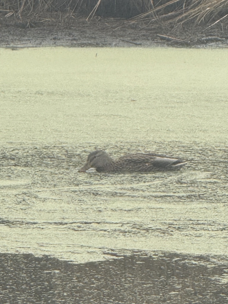 Mallard from Madison St, Waukesha, WI, US on November 6, 2024 at 11:27 ...