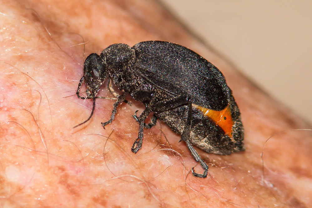 Epicauta conferta (Meloid Beetles of the United States) · iNaturalist