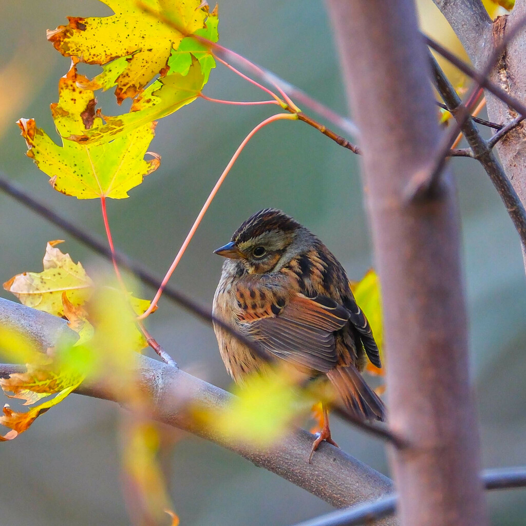 Swamp Sparrow from Estabrook Park, WI, USA on November 6, 2024 at 08:35 ...