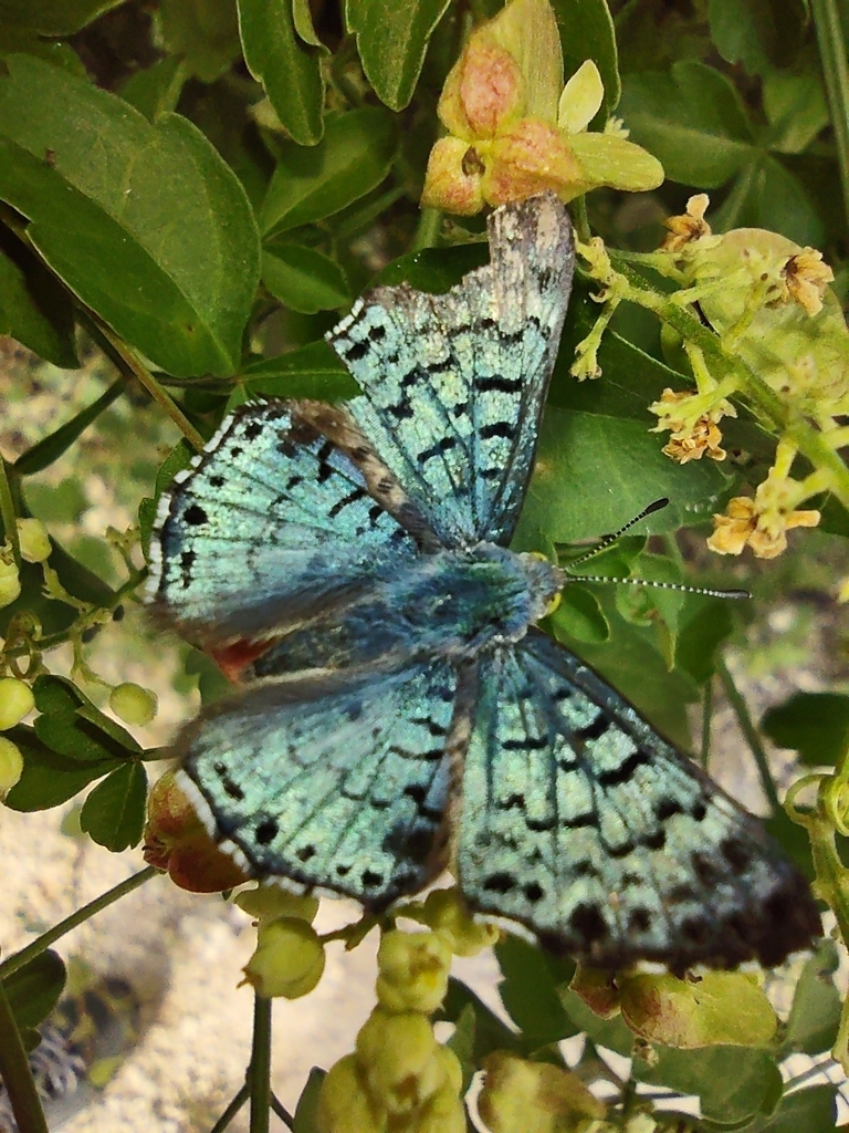 Blue Metalmark from Brownsville, TX 78520, USA on November 6, 2024 at ...