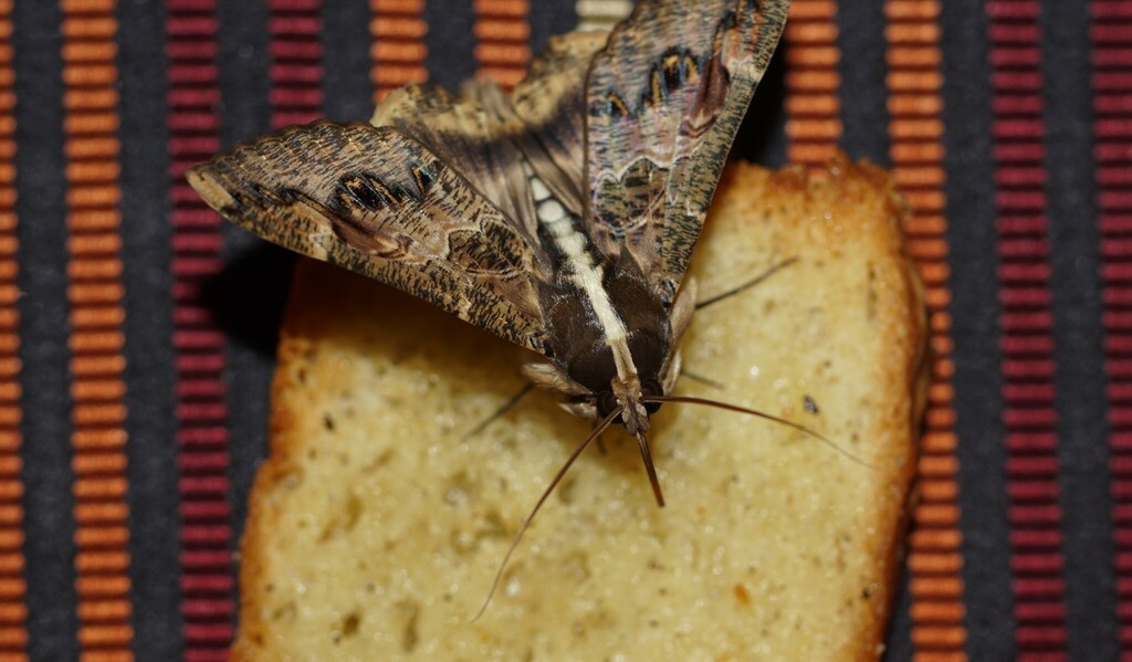 Sundowner moth from Otjozondjupa, Namibia on February 2, 2020 at 08:27 ...