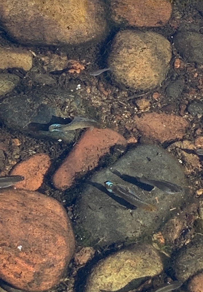 Sailfin Molly from Tonto National Forest, Mesa, AZ, US on July 13, 2019 ...