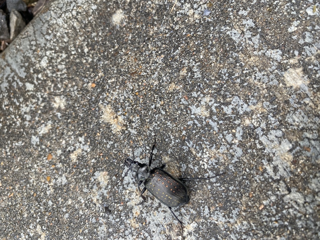 Black Caterpillar Hunter from White County, AR, USA on September 15 ...