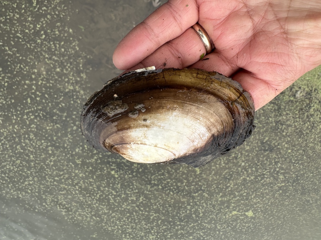 Fragile Papershell from Genoa, WI, US on November 6, 2024 at 01:02 PM ...