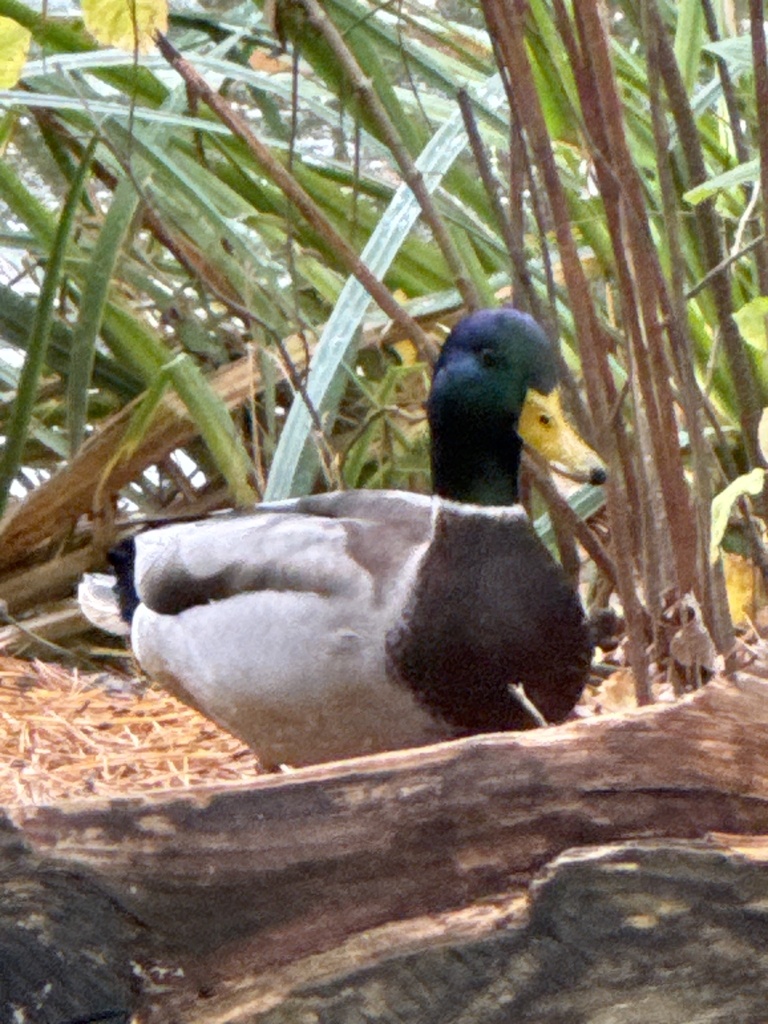Mallard from F.A. Seiberling Nature Realm, Akron, OH, US on November 6 ...