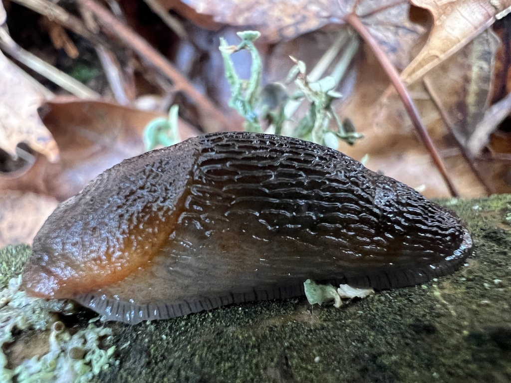 Western Dusky Slug in November 2024 by Janette Martin. Photos 7 & 8 ...
