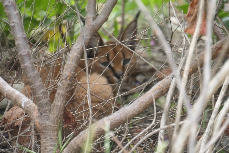 Southern and Eastern African Caracal from Signal Hill, Cape Town, 8001 ...