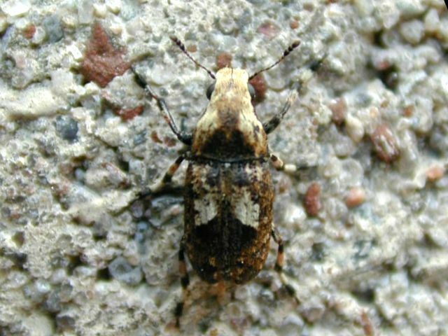 Marbled Fungus Weevil from Jamaica Bay Wildlife Refuge, Queens, NY, USA ...