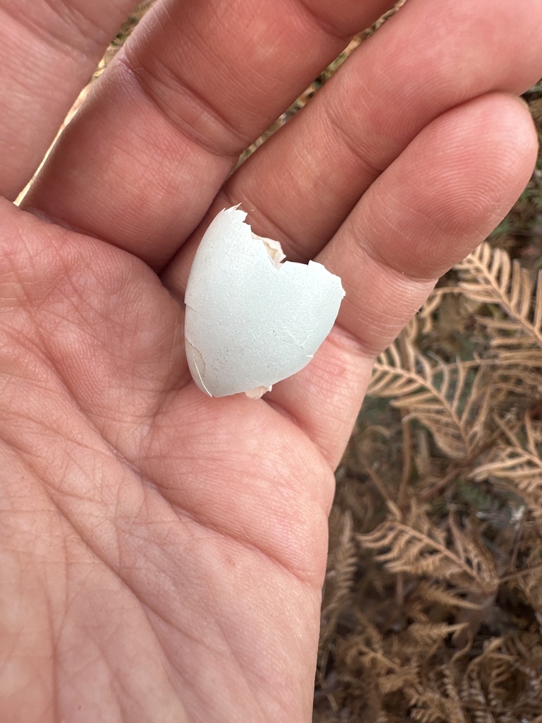 Vertebrates from Lower Boro, NSW, AU on November 6, 2024 at 01:52 PM by ...