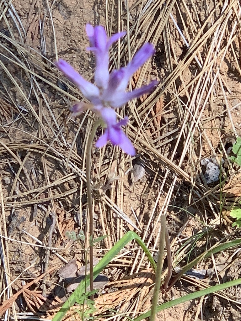 Sierra Penstemon from Calaveras County, Stanislaus National Forest, US ...