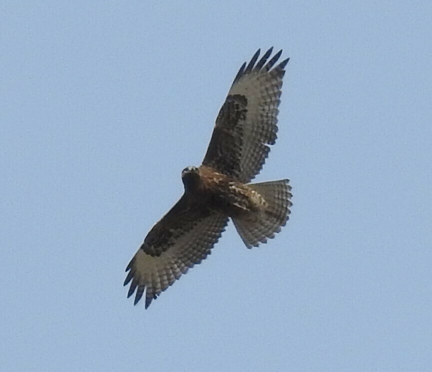 Northern Red-tailed Hawk from Holo Crossing, MB-201, Thornhill, MB R0G ...