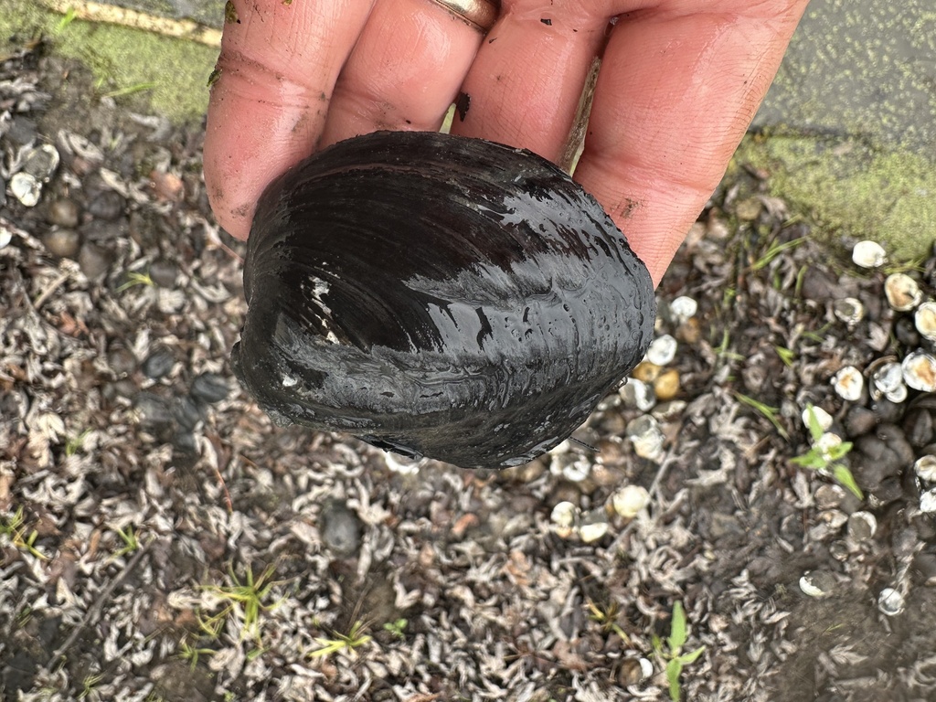 Three-ridge Mussel from Bad Axe River, Genoa, WI, US on November 06 ...