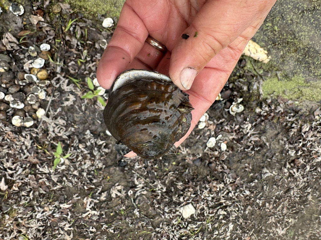 Pimpleback from Bad Axe River, Genoa, WI, US on November 6, 2024 at 12: ...