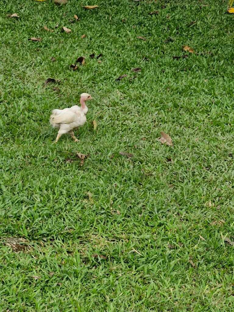 Domestic Chicken from 84R4+HV5, Palestina, Olancho, Honduras on ...