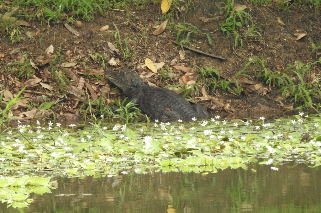 Spectacled Caiman from Hoyo Mulas, Carolina, 00985, Puerto Rico on ...
