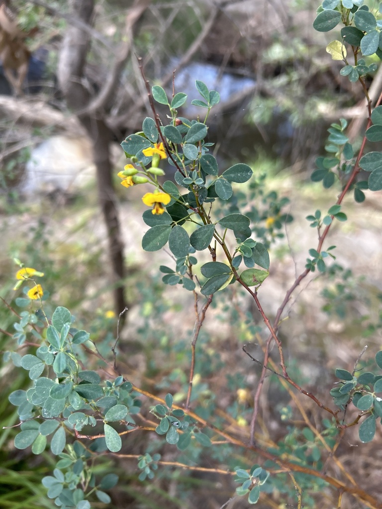 Clover-leaved Poison from Burwood Hwy, Ferntree Gully, VIC, AU on ...