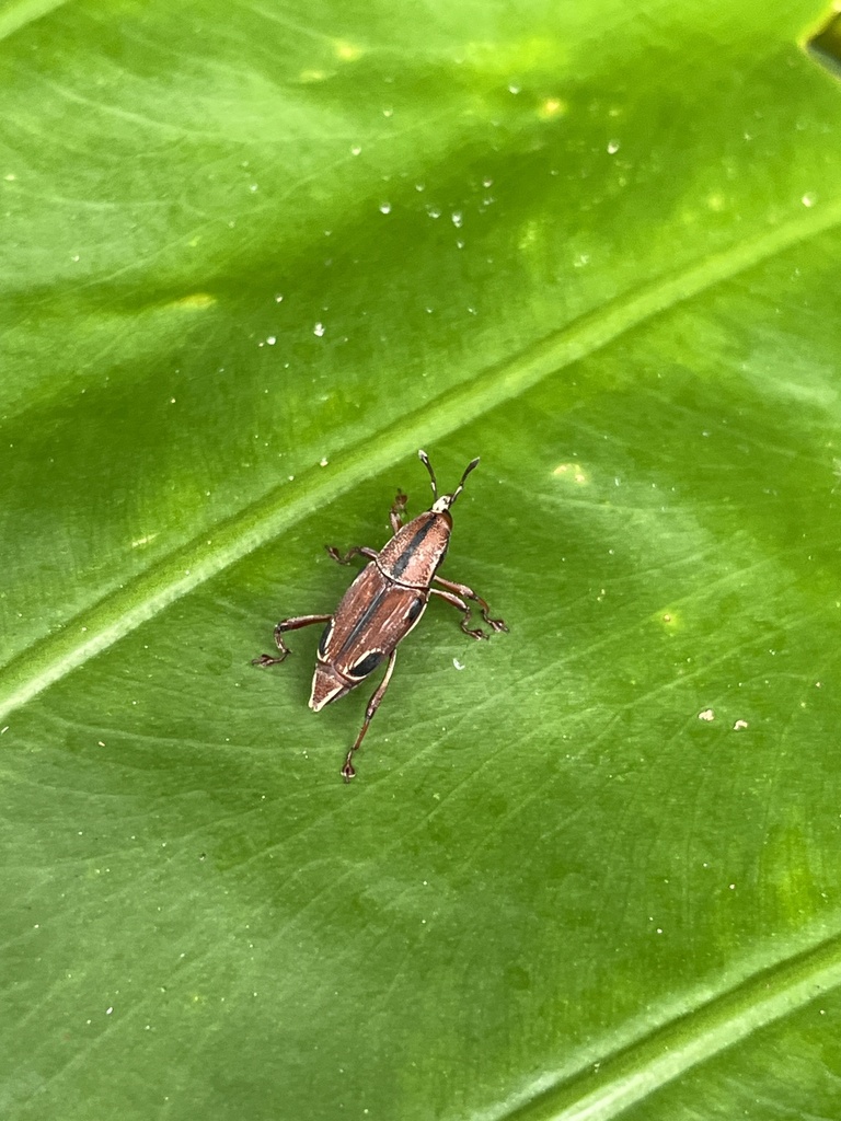 Sphenocorynes ocellatus in November 2024 by Nakatada Wachi · iNaturalist