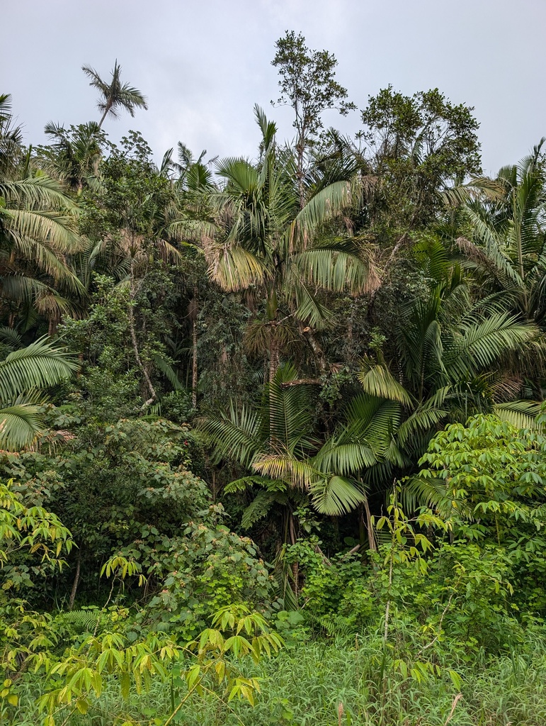 sierra palm from Anón, Ponce, Puerto Rico on October 28, 2024 at 04:35 ...