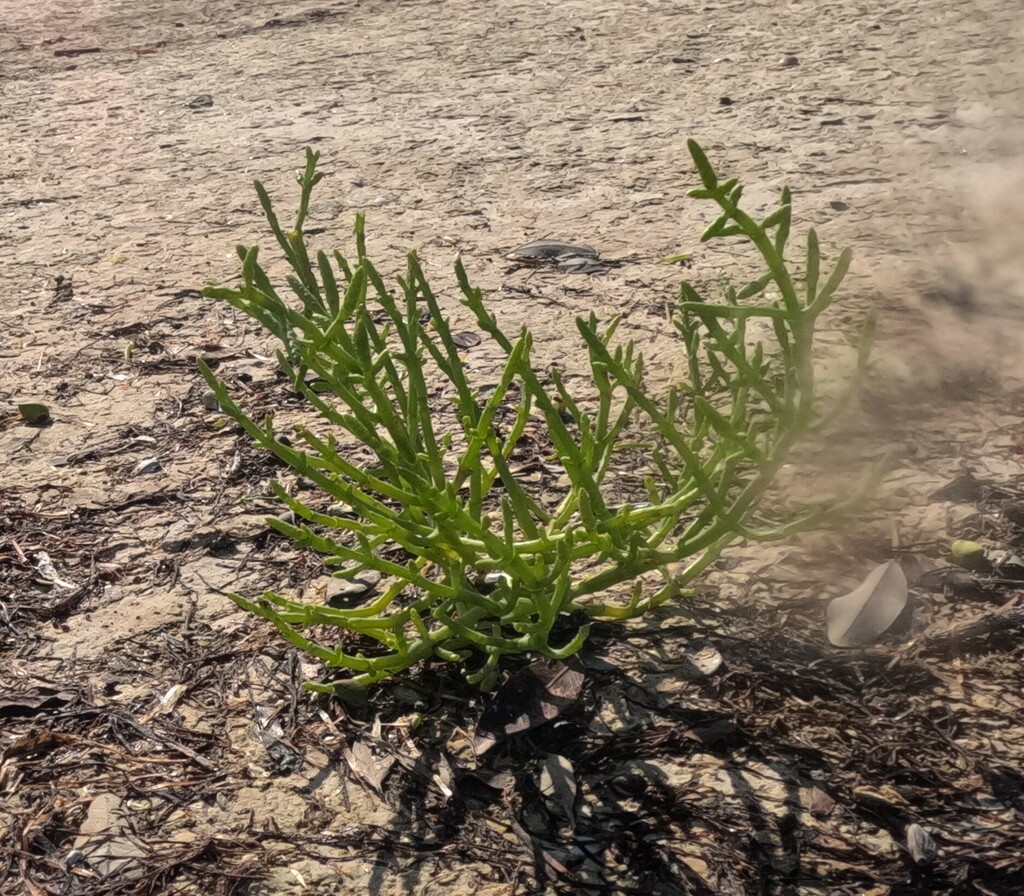 Dwarf Glasswort from Punta Mosquito, 77310 Holbox, Q.R., Meksyk on ...