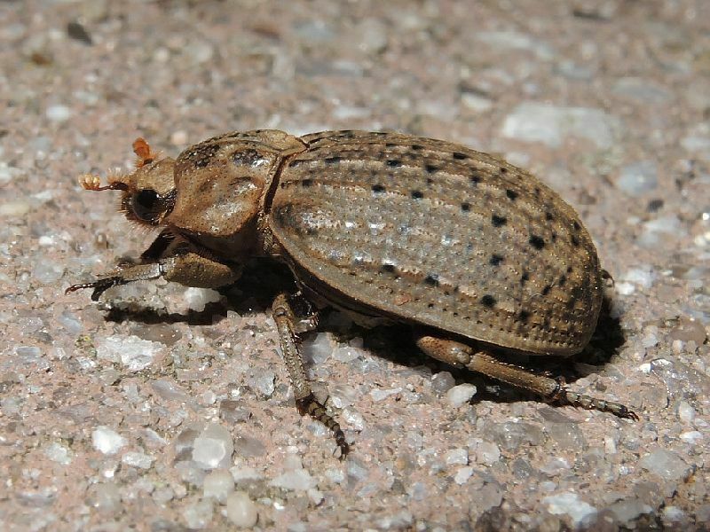 Hide beetle from Jamaica Bay Wildlife Refuge, Queens, NY, USA on June 6 ...