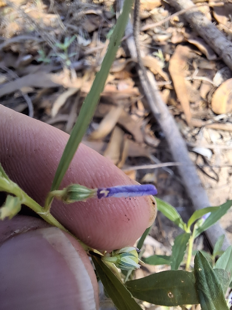 Spade Flower from Holmes NT 0812, Australia on November 6, 2024 at 03: ...