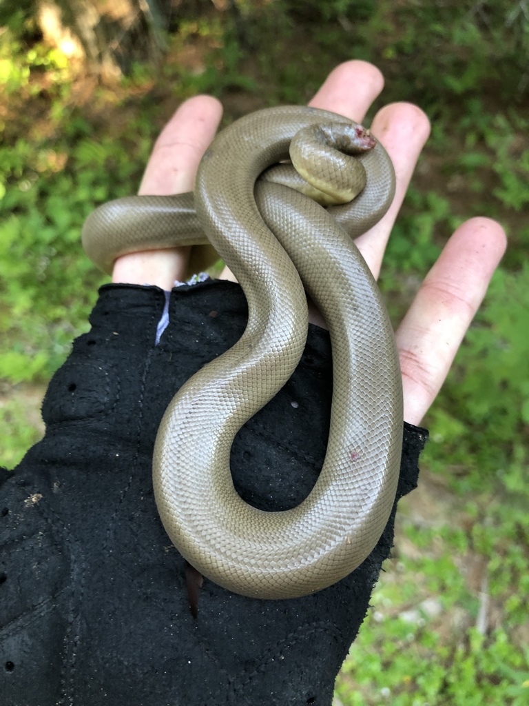 Northern Rubber Boa from Moscow, Moscow, ID, US on July 09, 2019 at 07: ...