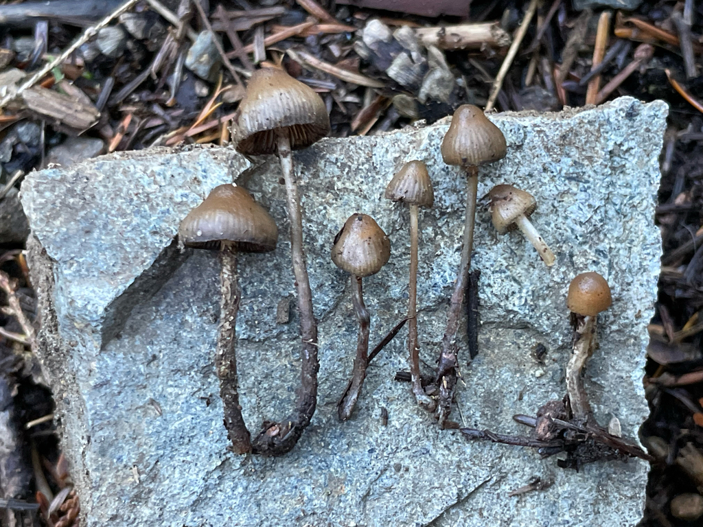 Psilocybe pelliculosa in November 2024 by ym_wang_pnw · iNaturalist