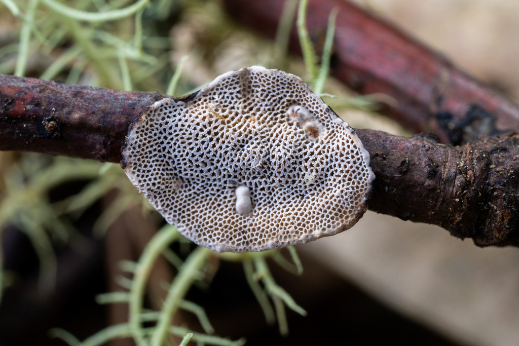 Datronia stereoides from Fort Bragg-Willits Rd, Fort Bragg, CA, US on ...