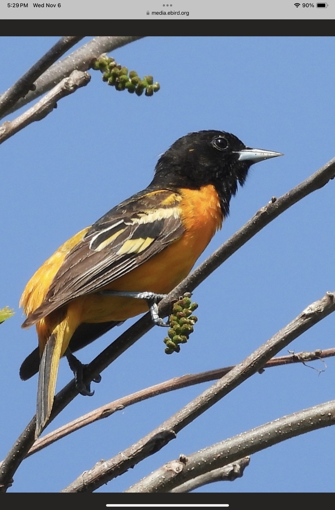Baltimore Oriole from Vermont Rte 14 S, Randolph Center, VT, US on May ...