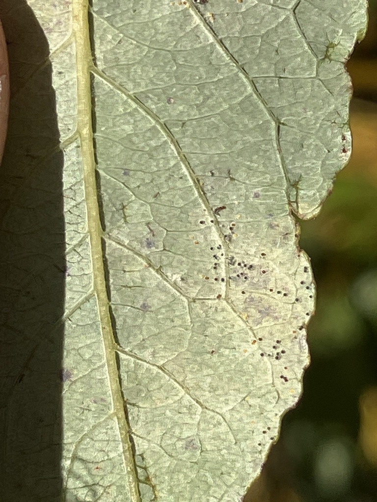 Phyllactinia populi from S Riverwood Rd, Portland, OR, US on November 6 ...