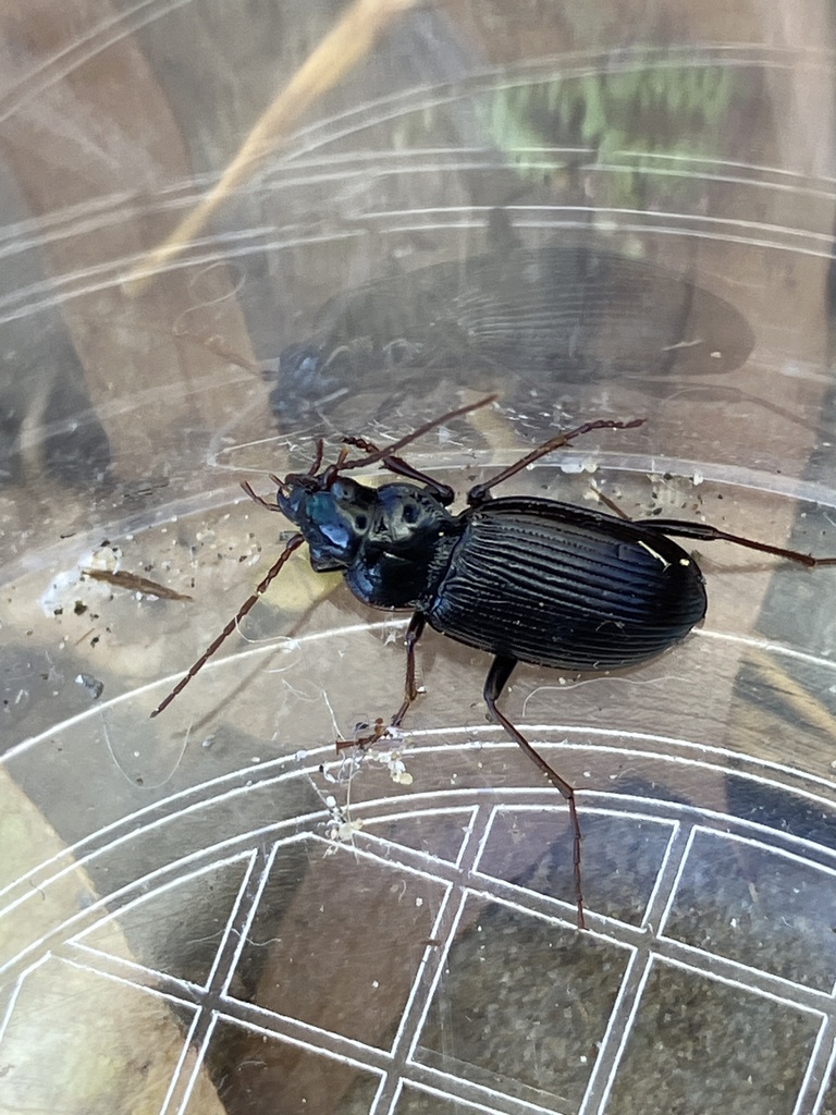 European Gazelle Beetle from Milwaukie Bay Park, Milwaukie, OR, US on ...