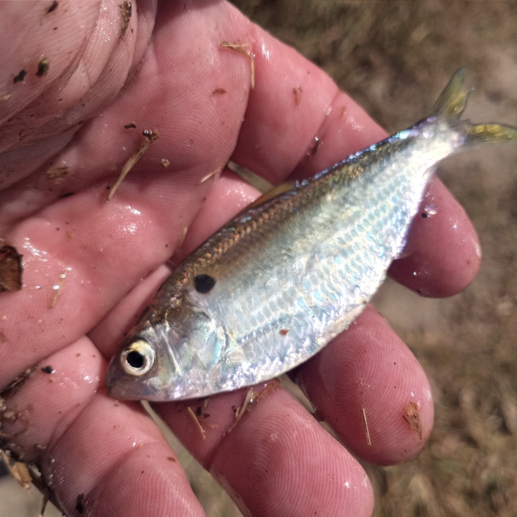 Threadfin Shad from Dorchester County, MD, USA on November 6, 2024 at ...