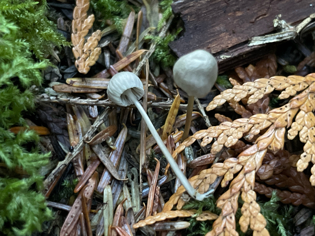 Bonnets in November 2024 by ym_wang_pnw · iNaturalist