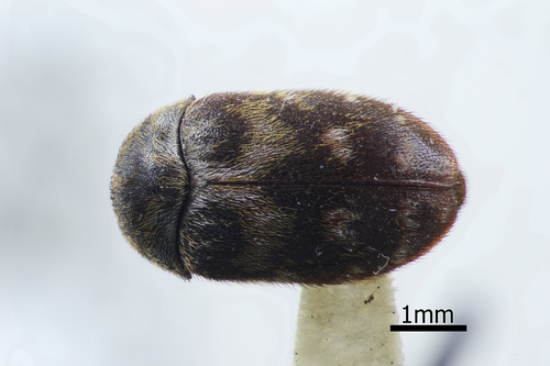 Novelsis aequalis? - Lanorus aequalis - BugGuide.Net