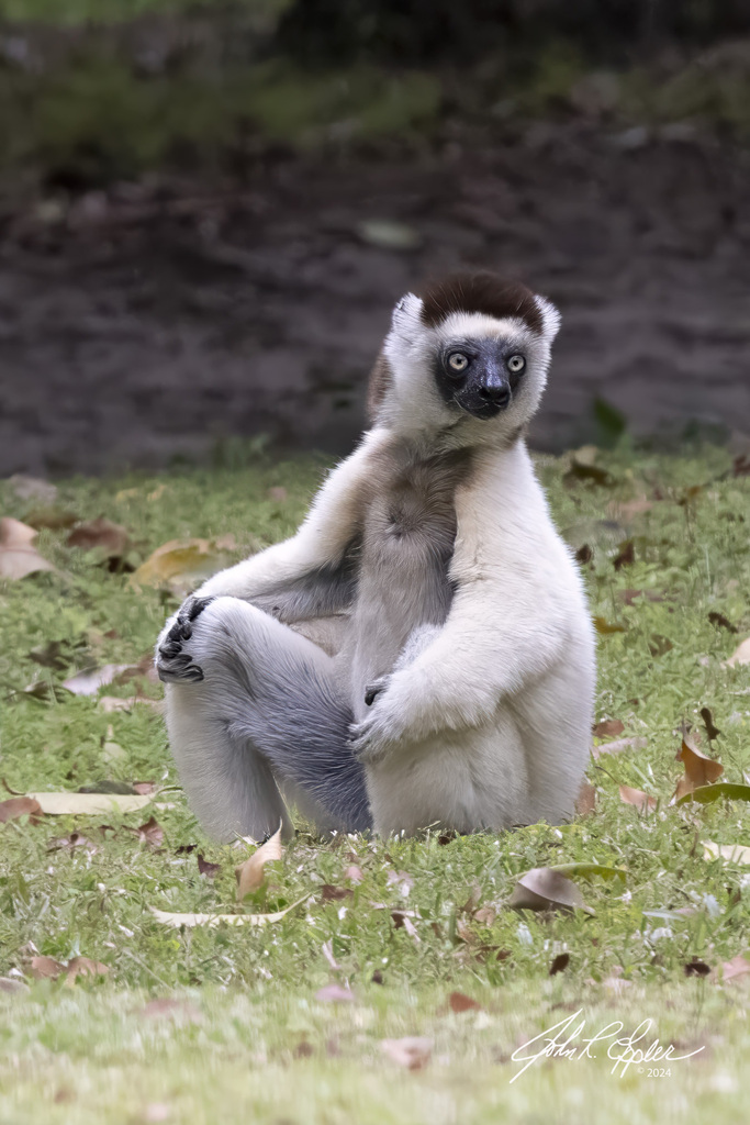 Verreaux's Sifaka in October 2024 by John Eppler. Verreaux's Sifaka ...