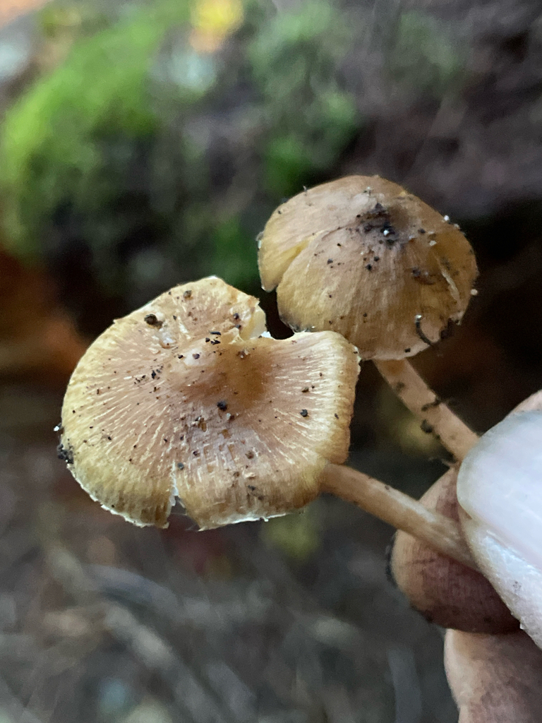 Fiber Caps in November 2024 by ym_wang_pnw · iNaturalist