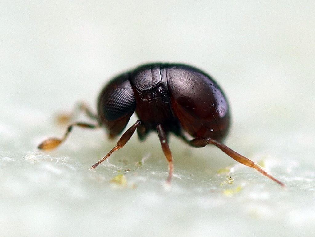 Baeus from Ruawai, New Zealand on November 02, 2024 at 01:36 PM by Tom ...