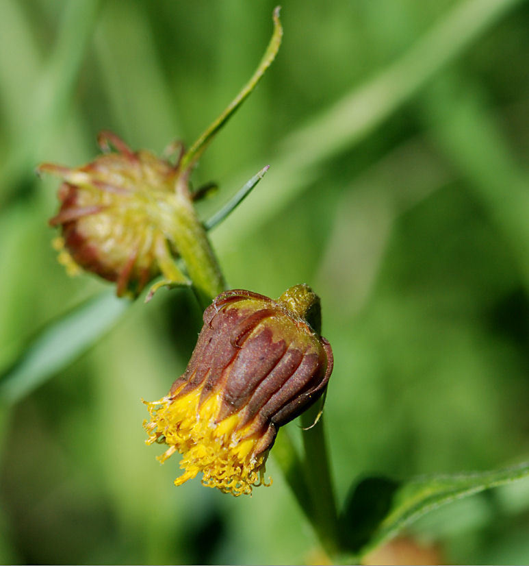 Nodding Ragwort (Native Forbs and Cactuses of Golden Gate Canyon State ...