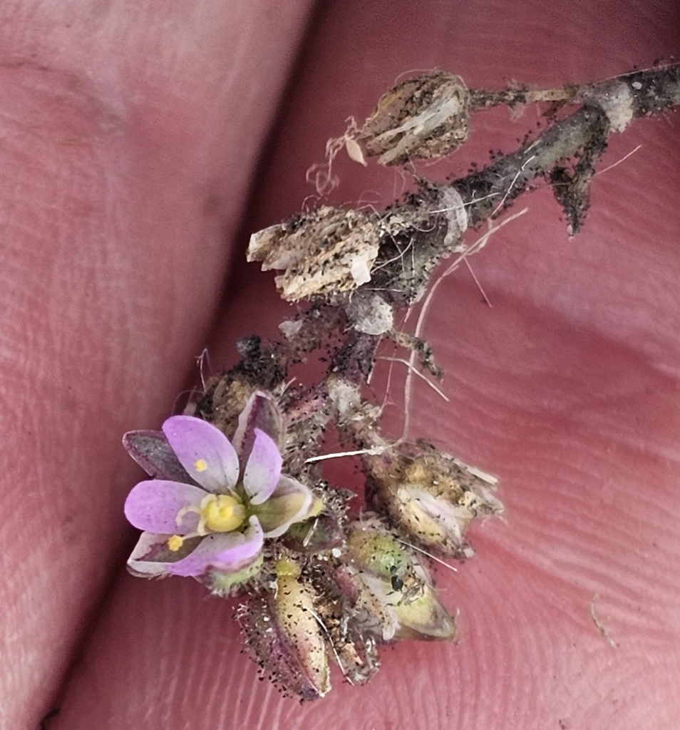 Red Sand Spurrey from Plains Township, PA, USA on November 6, 2024 at ...